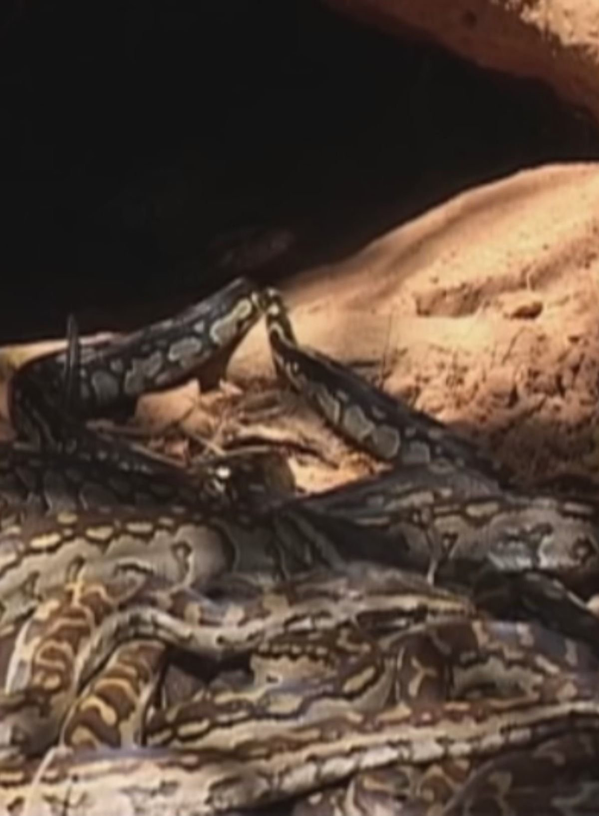 Study finds snakes are caring parents | Reuters