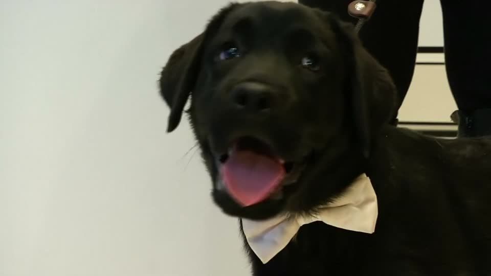 Labrador retriever fetches top U.S. dog breed honor for record 28th ...