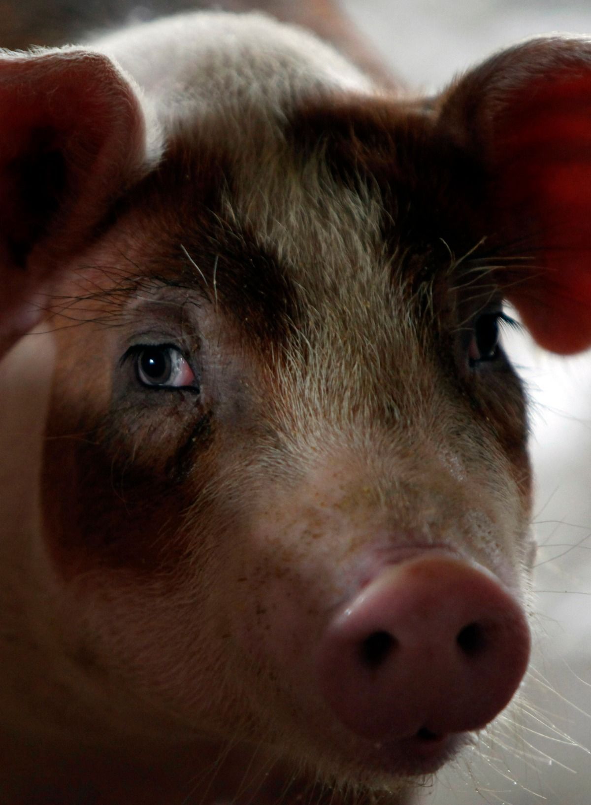 Yale study revives cellular activity in pig brains hours after death ...