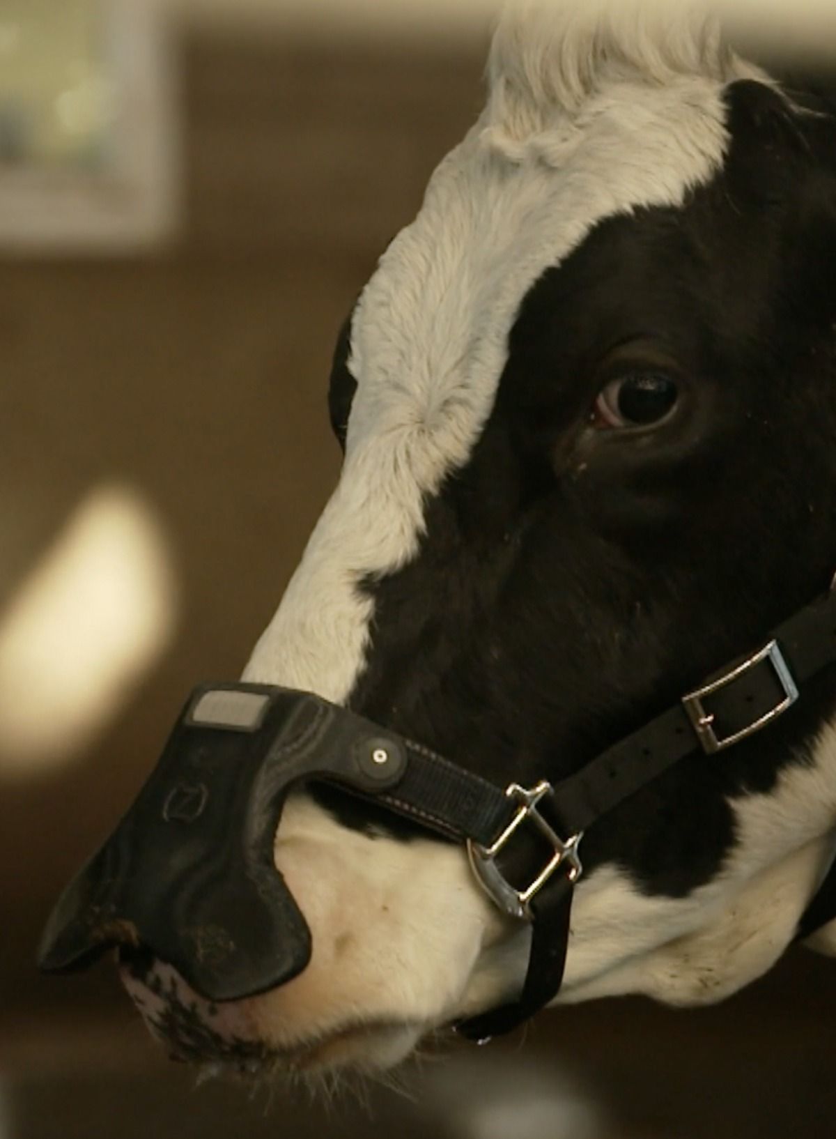 New device captures cows' methane-filled burps | Reuters