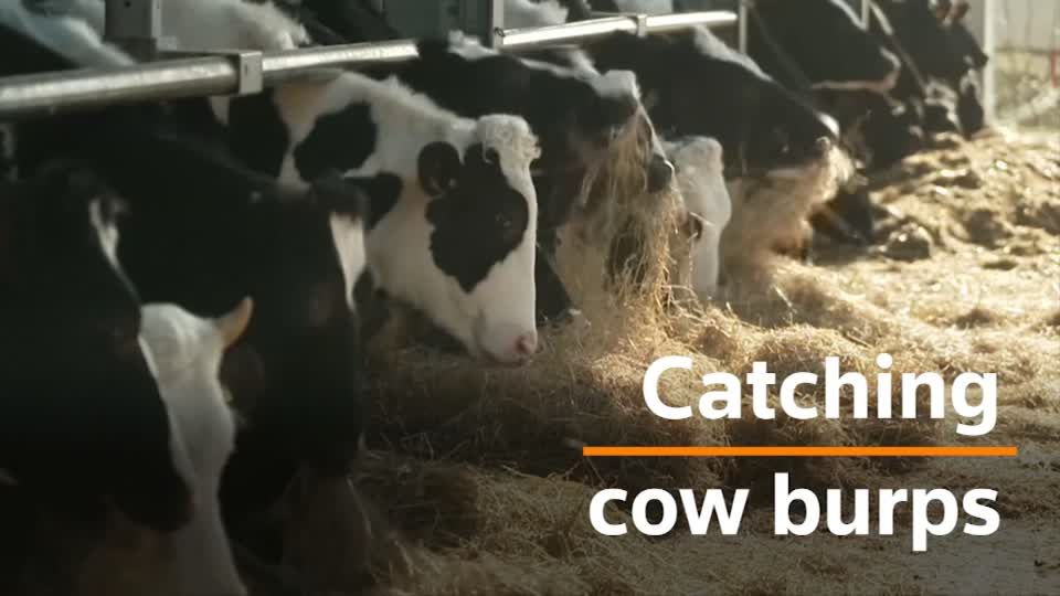 New device captures cows' methane-filled burps | Reuters