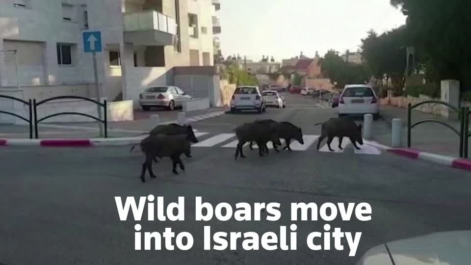 Beware of the Boar: wild pigs roam through Israeli city