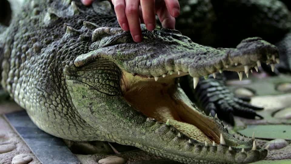 Ig Nobel science award: An alligator on helium sounds like ...? | Reuters