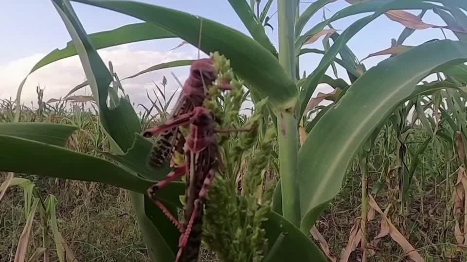 Ethiopia has worst locust invasion in 25 years