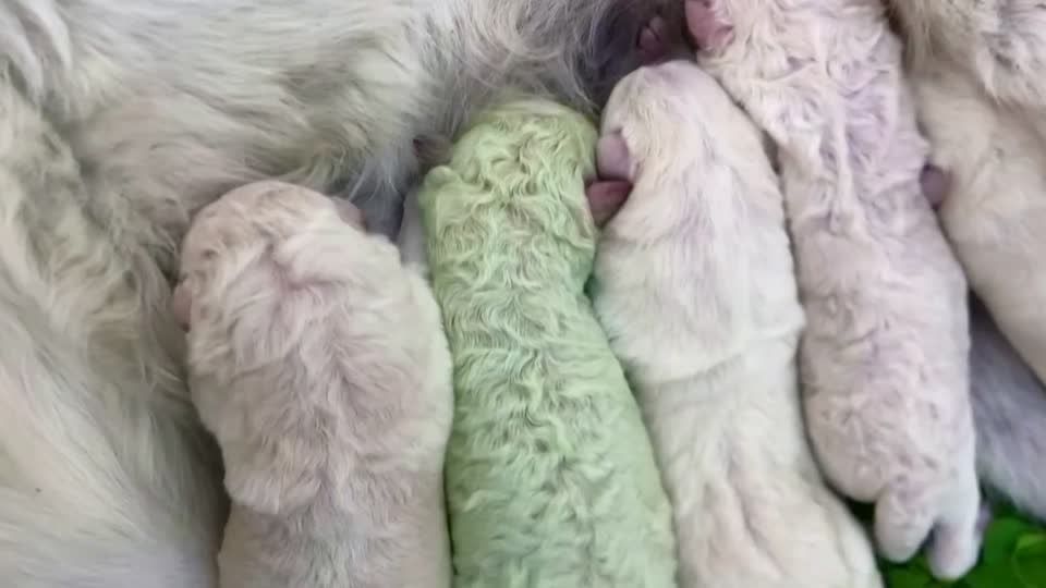 Meet the green puppy. Yes, it's a green puppy. | Reuters