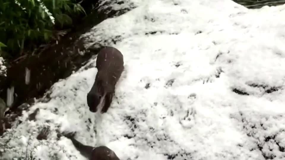 London Zoo's animals get a taste of winter | Reuters