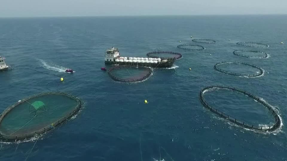 Climate change threatens Qatar's fish farming | Reuters