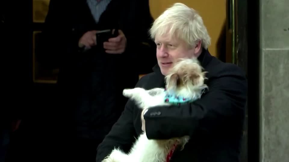 Adoption Boris Jack Russell Jack russell rescue yorkshire shop