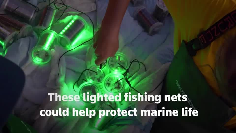 Lighted fishing nets may save sharks, sea turtles from accidental ...