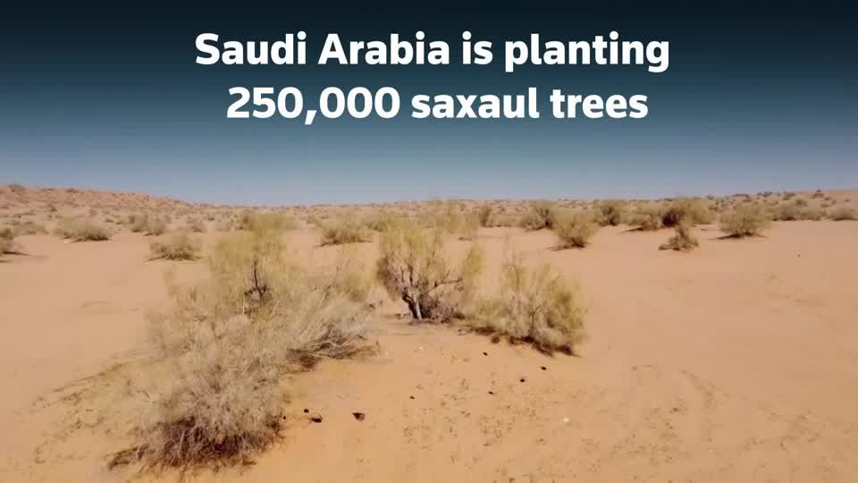 Saudi Arabia turns to saxaul tree for climate defense