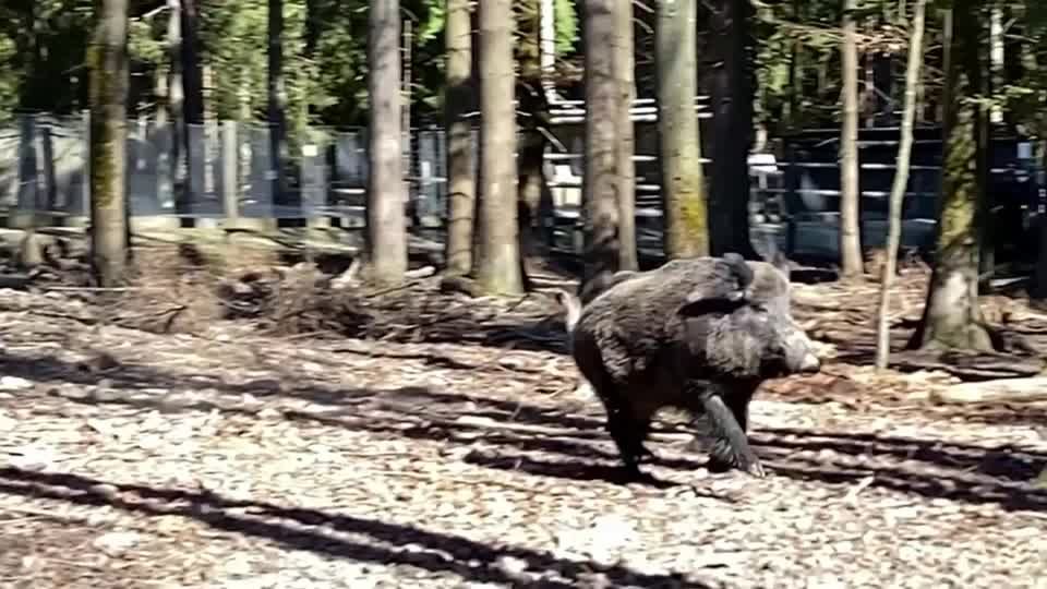 German wildlife park renames Putin the pig | Reuters