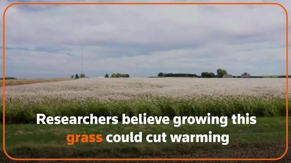 Growing this grass could help curb climate change