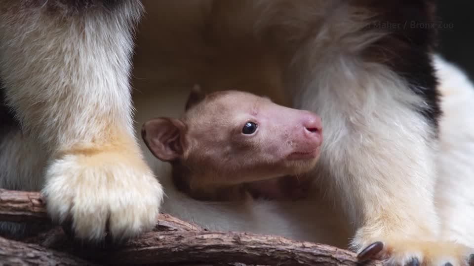 Baby tree kangaroo makes public debut at New York's Bronx Zoo | Reuters