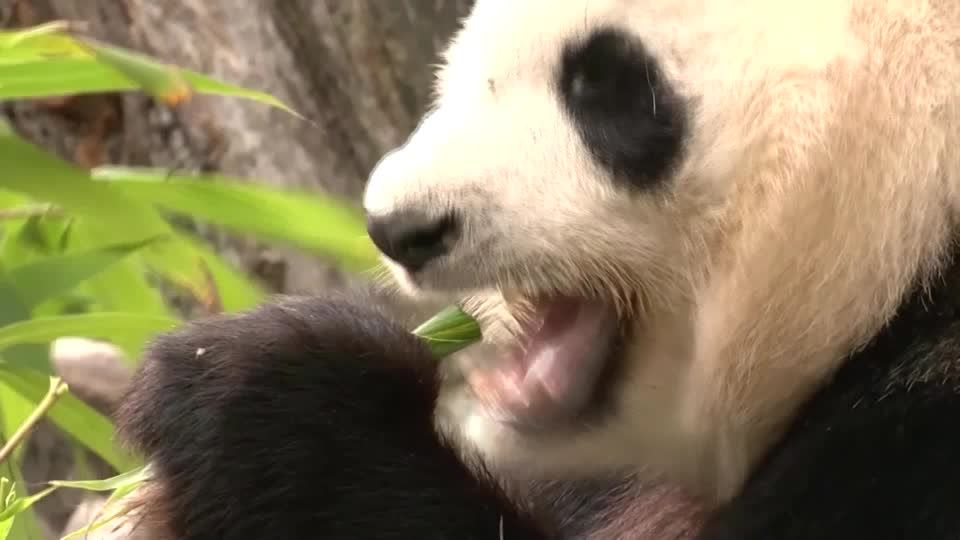 Panda Teeth Hidden Wonders Of Japan] Ueno Zoo's Twin Panda Cubs Are So