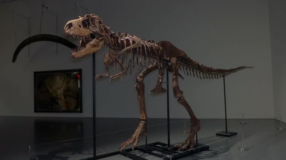Rare Gorgosaurus skeleton up for auction at Sotheby's