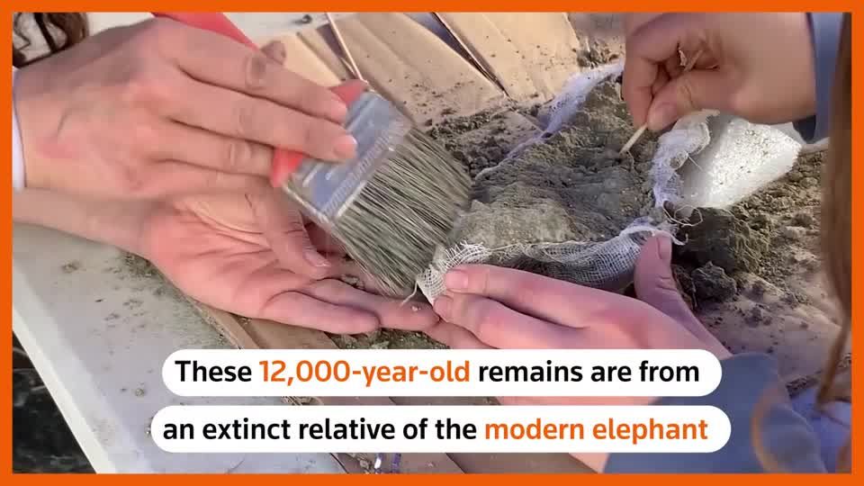 Chilean scientists discover 12,000-year-old elephant remains | Reuters