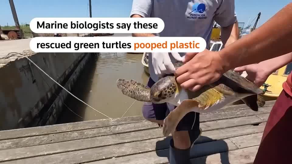 Rescued sea turtles 'poop plastic' after detox