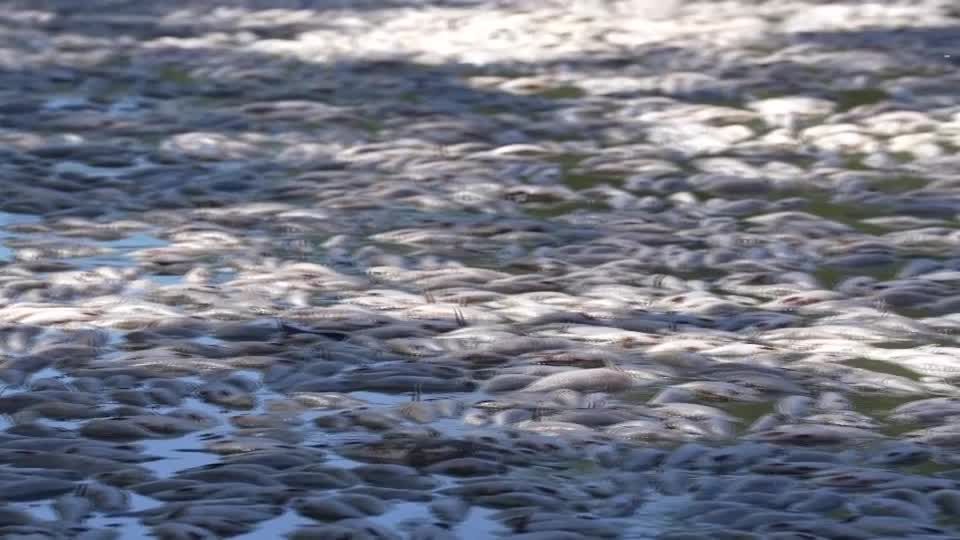 Dead fish clog Australian river