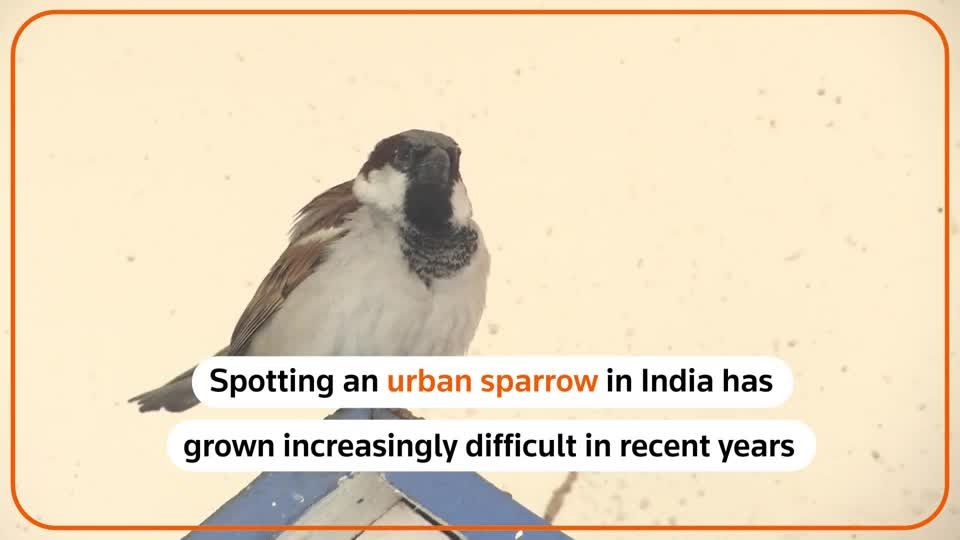 Sparrows return to India's backyards