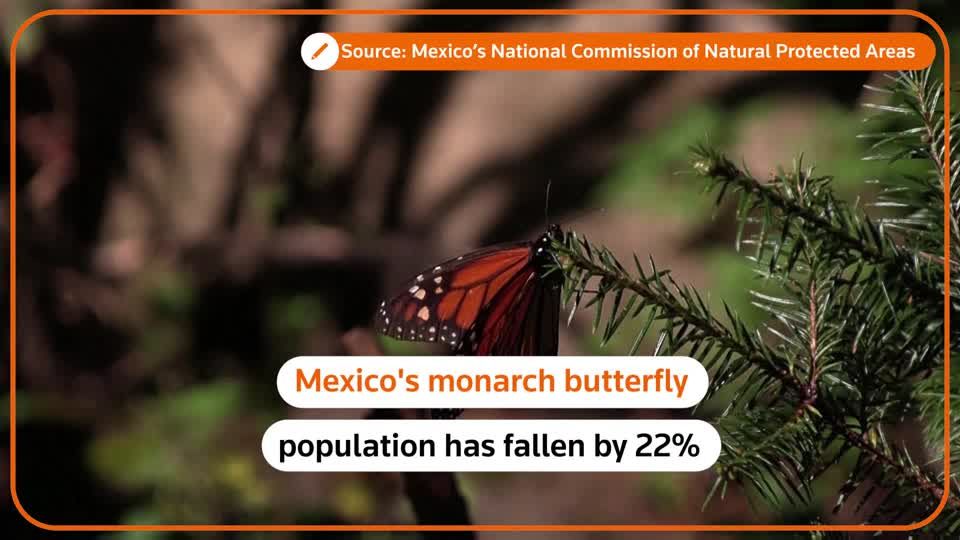 Endangered monarch butterfly population falls 22%
