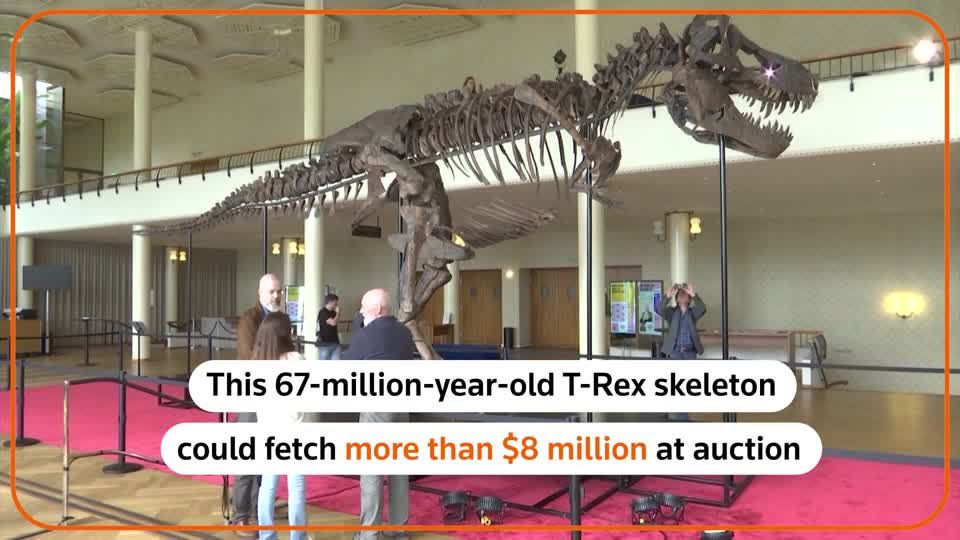 Rare T-Rex skeleton could fetch up to $8.7 million