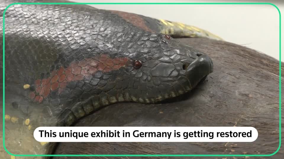 Anaconda-eating-capybara exhibit to be restored