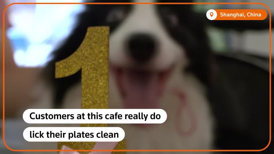 Shanghai restaurant caters to pampered pets with gourmet dog's dinners ...