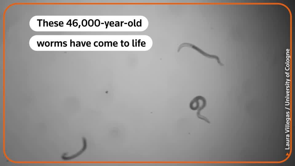 Scientists bring 46,000-year-old worms back to life