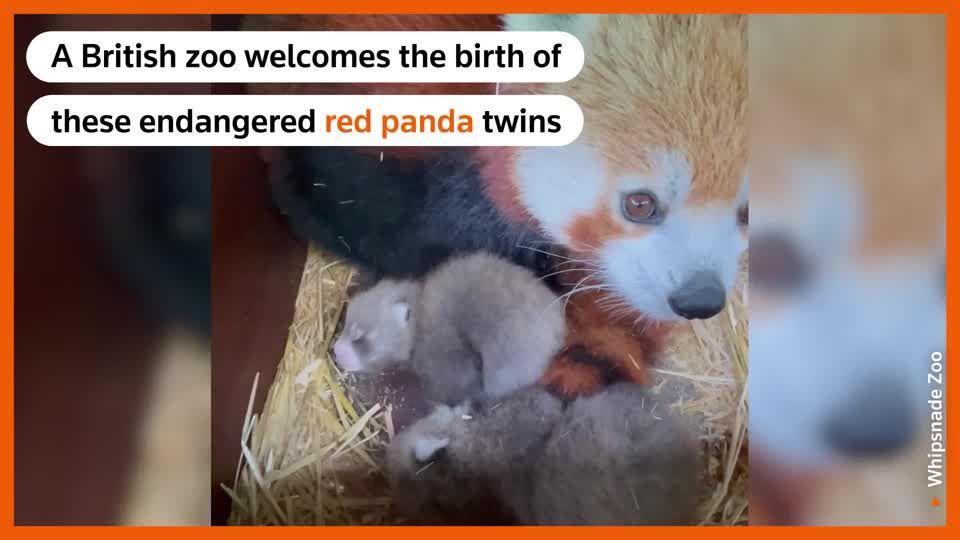 Endangered red panda twins born at British zoo | Reuters