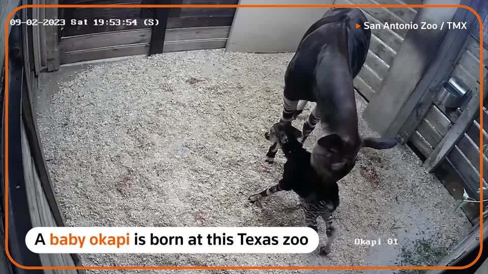 Baby okapi born at San Antonio Zoo | Reuters