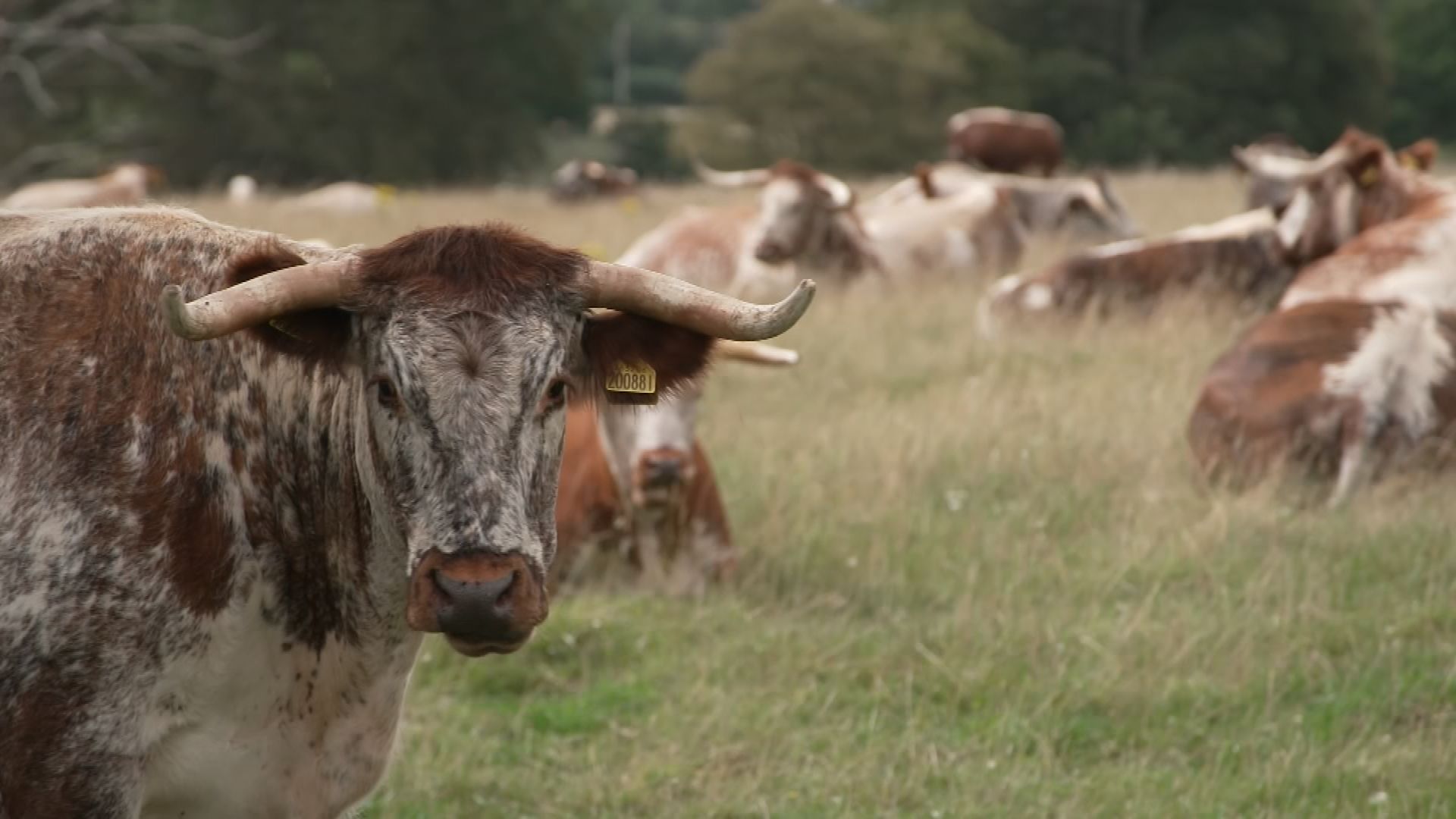 Free-roaming cattle - the lowest carbon way to eat meat?