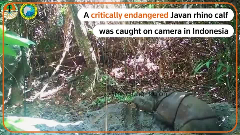 Highly endangered Javan rhinos welcome a new family member | Reuters