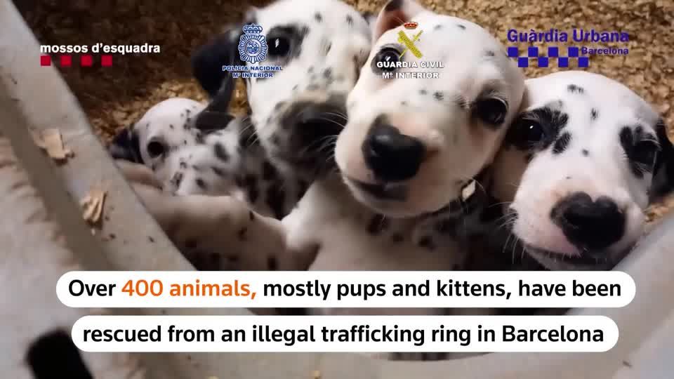 Spanish police rescue 400 animals, arrest 13 in illegal traffic ring ...