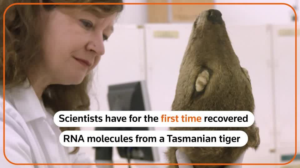 Scientists collect RNA from an extinct Tasmanian tiger
