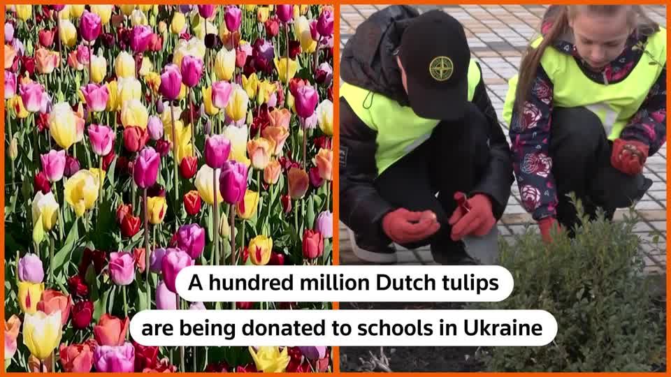 Ukrainian students plant tulips to help cope with war