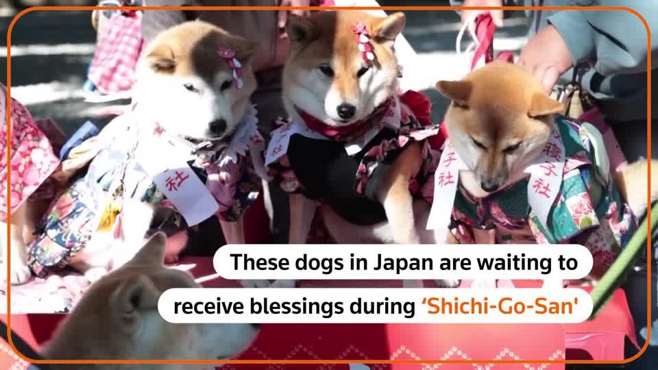 Dogs receive blessings in place of children in Japan | Reuters