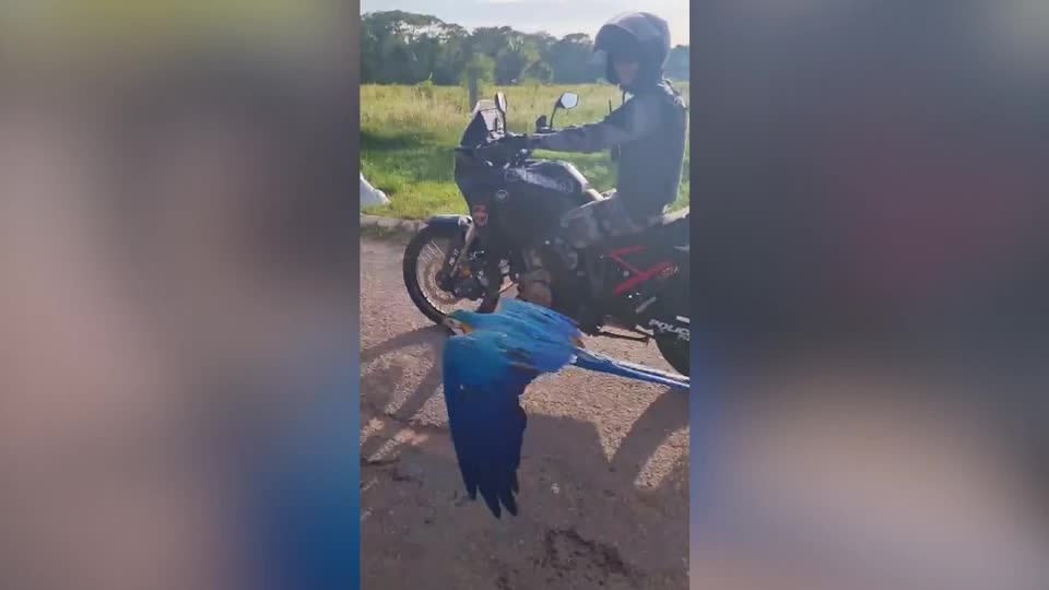 Macaw joins police on patrol in Brazil | Reuters