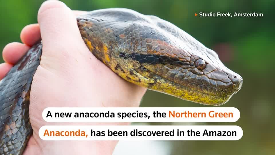 Snakes In Amazon Rainforest Brazil Gigantic New Anaconda Species