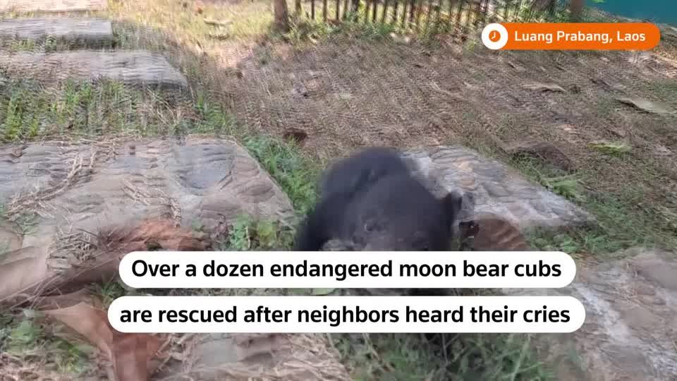 Sixteen moon bear cubs doing well after Laos rescue, wildlife group ...
