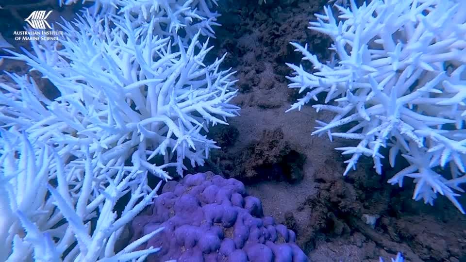 Why coral reefs could die from mass bleaching | Reuters