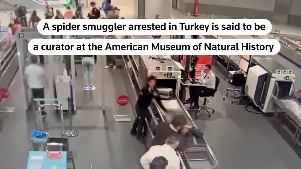 Turkey arrests spider smuggler said to be American Museum of Natural ...