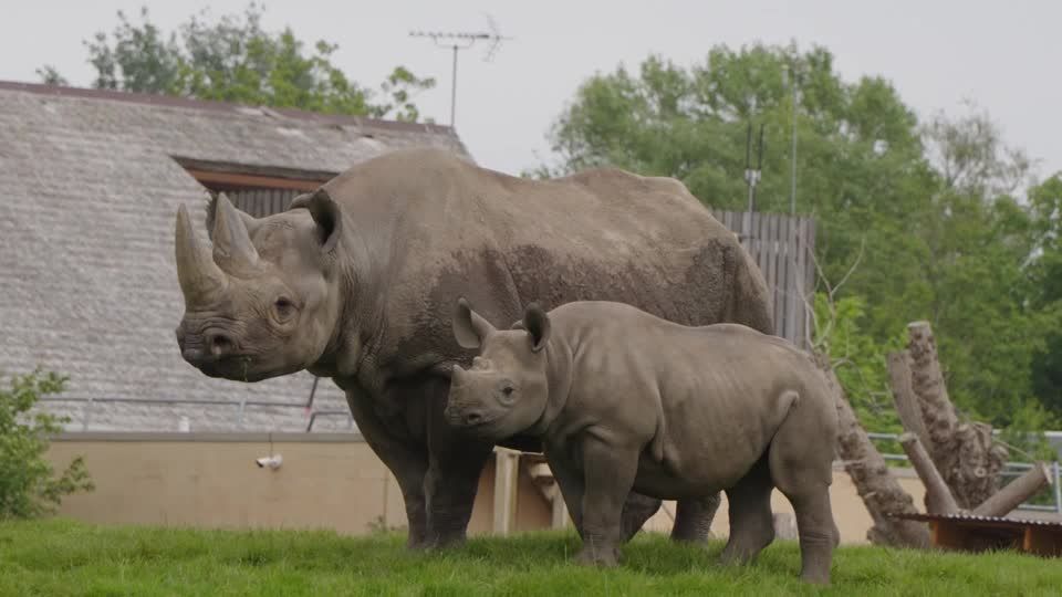 How to heat a rhino: UK zoo takes on heat pumps | Reuters