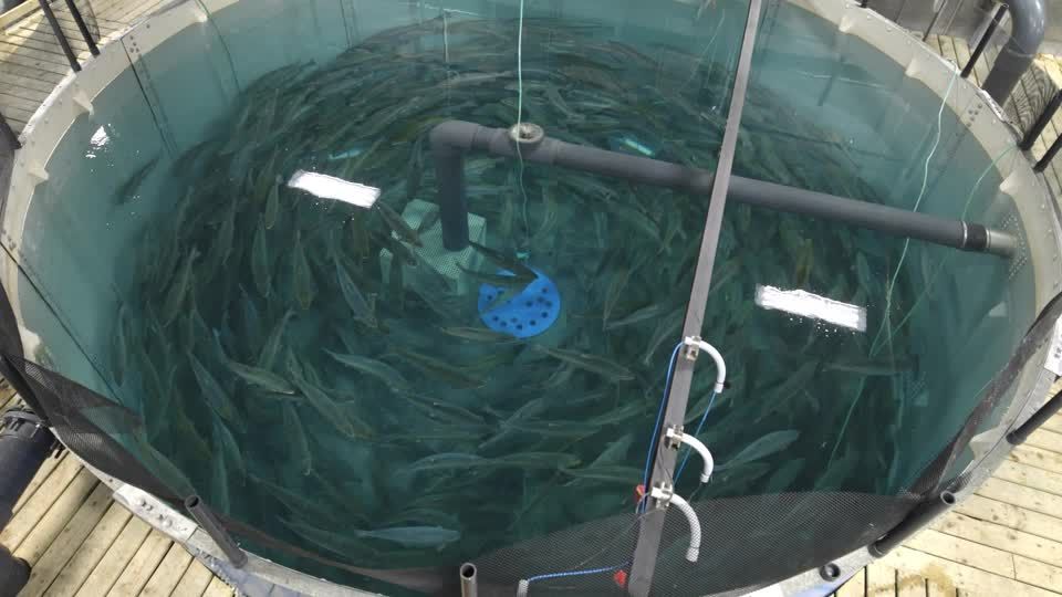 Farming fish - on land | Reuters