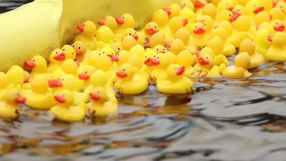 Thousands of rubber ducks race down London canal | Reuters