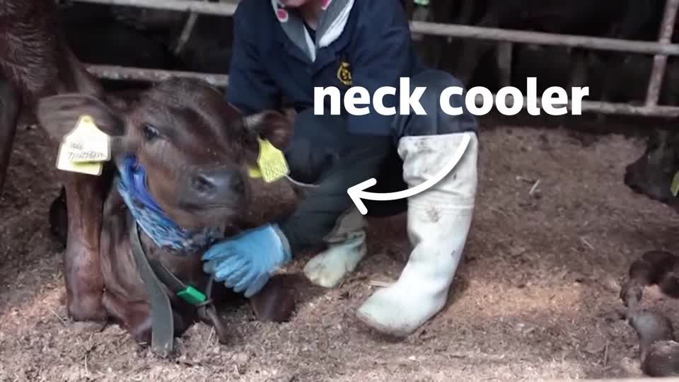 How a Japanese farm is keeping its cows cool in record heat | Reuters