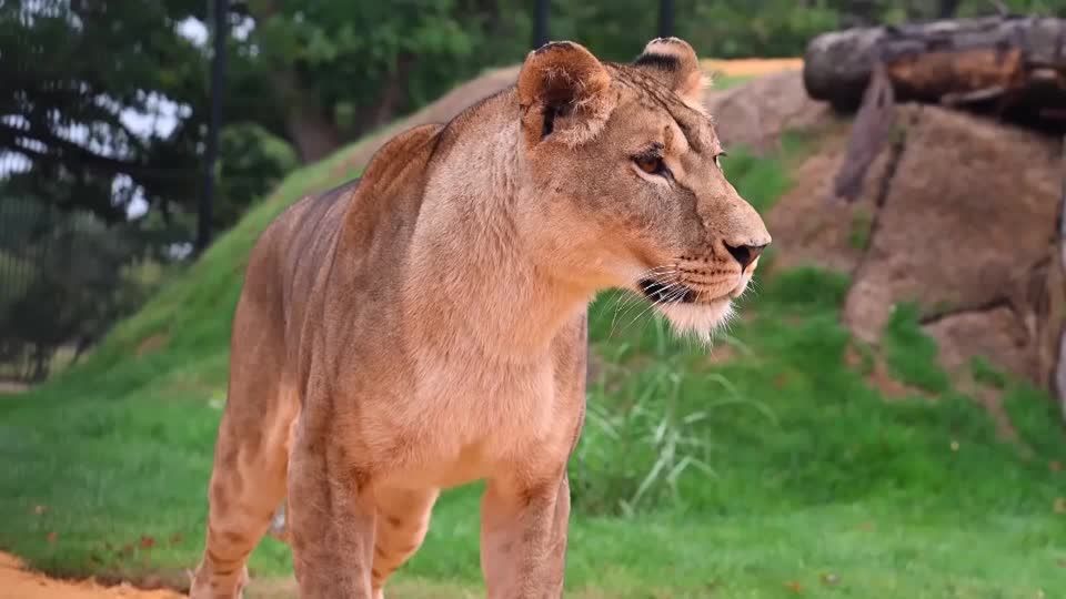 Lioness rescued from Ukraine war zone | Reuters