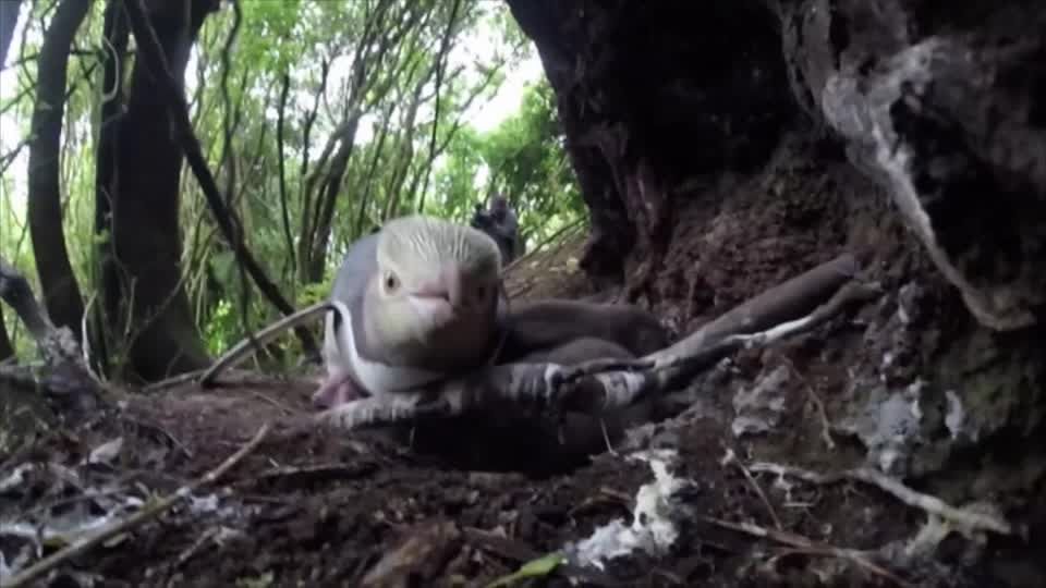 Shy, smelly penguin wins New Zealand bird of the year | Reuters