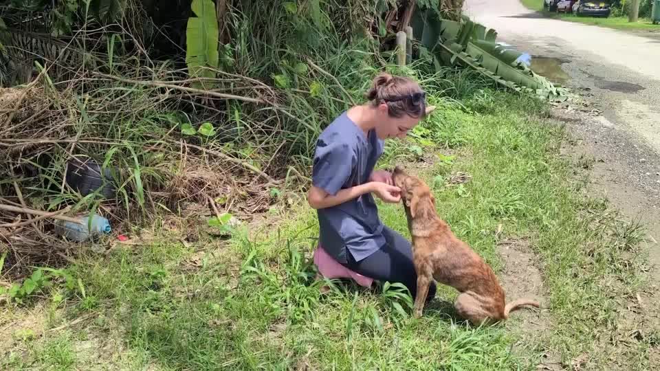 The struggle to save dogs on the island of Saipan | Reuters
