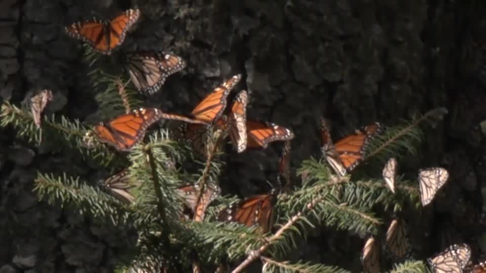 Climate change could delay monarch butterflies’ migration, expert says ...