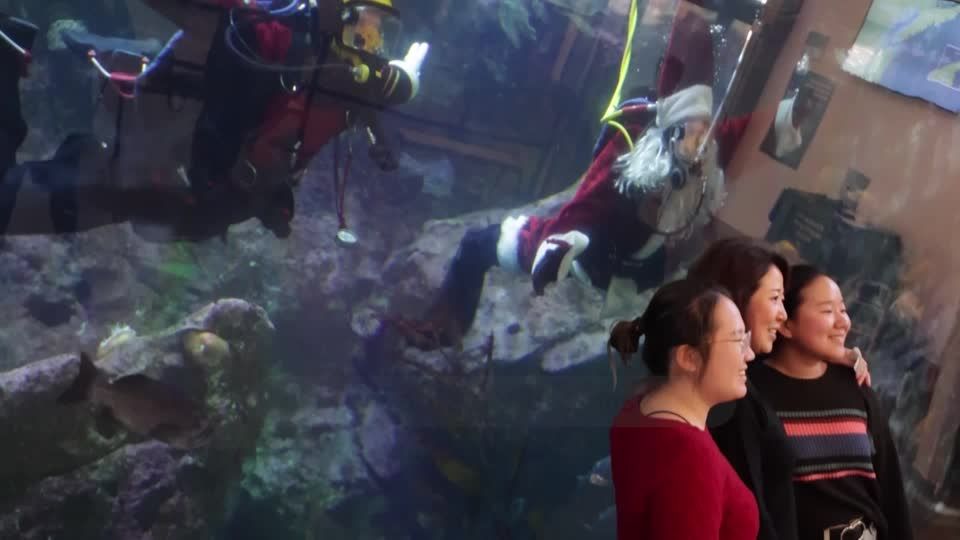 A diving Santa brings festive cheer to the Seattle Aquarium | Reuters